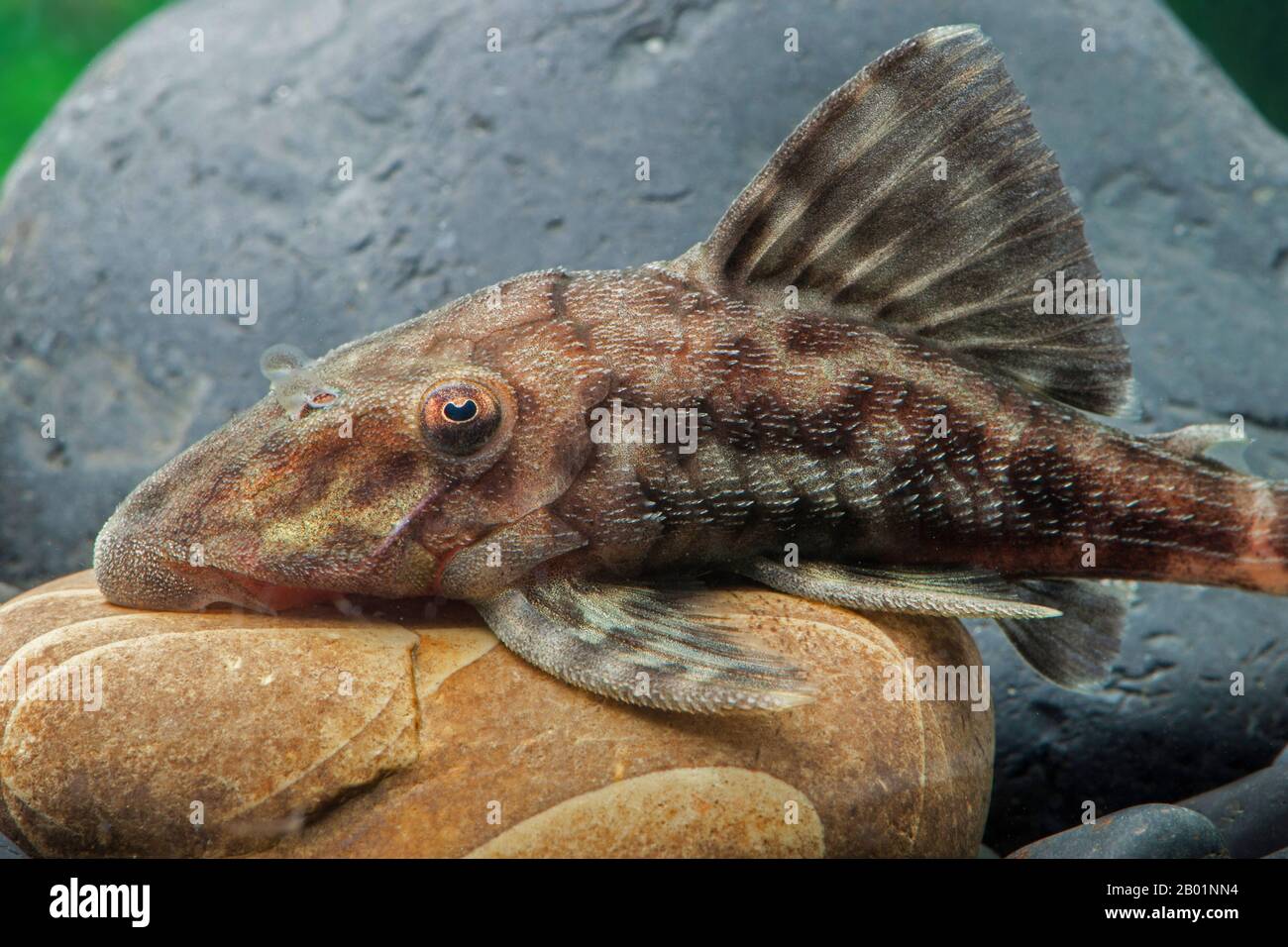 White Tail Panaque (Panaque White Tail Panaque), lying on a stone Stock ...