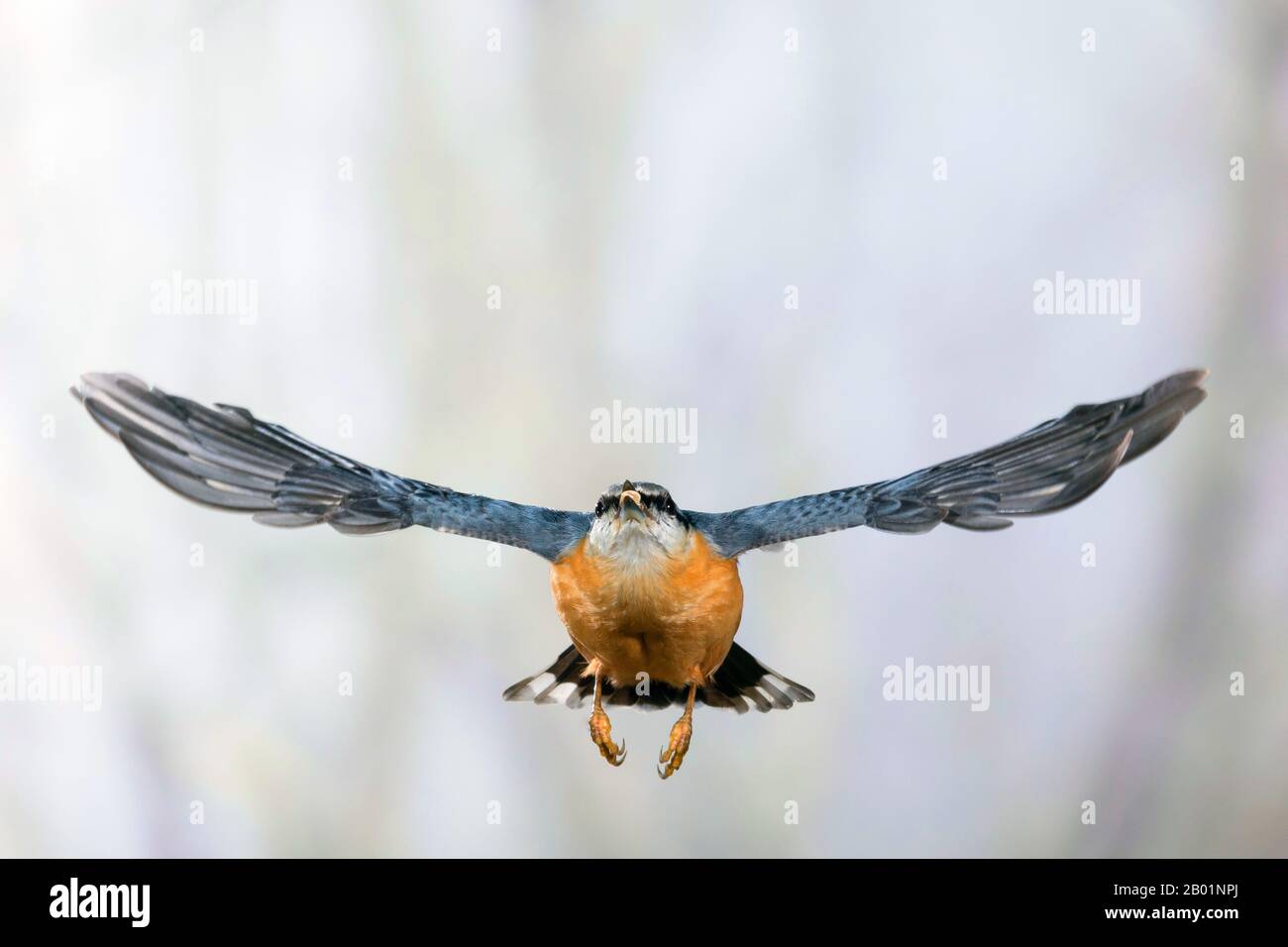 Eurasian nuthatch (Sitta europaea), in flight with fodder in its bill ...