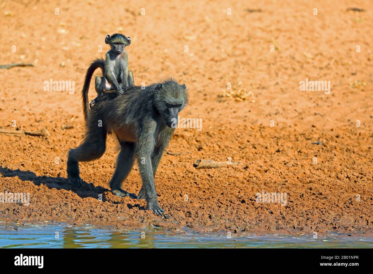 Baboon at water hole hi-res stock photography and images - Alamy
