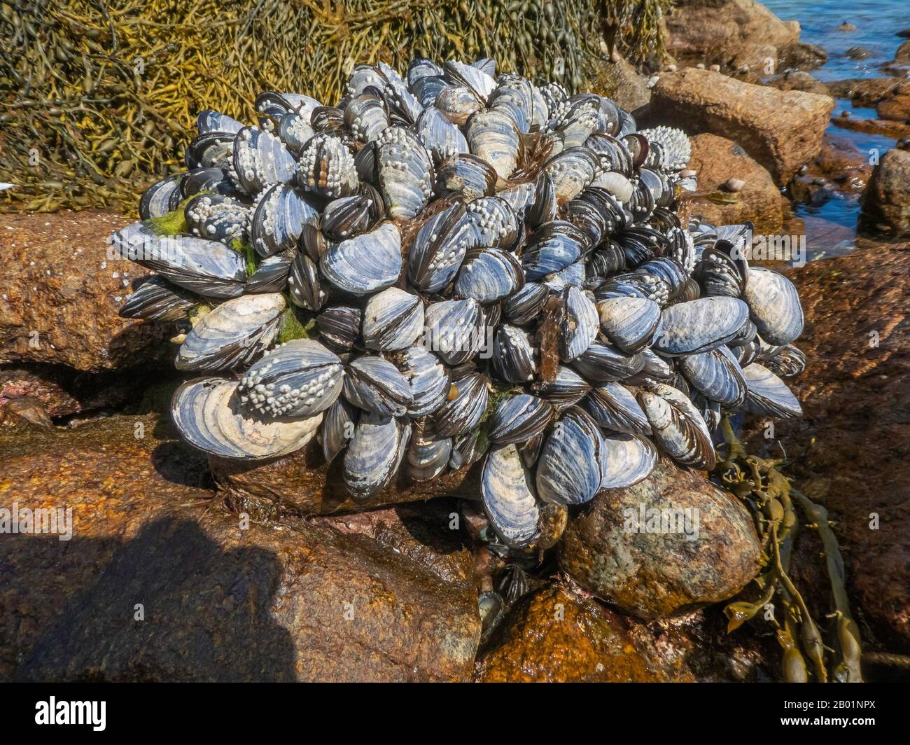 blue mussel, bay mussel, common mussel, common blue mussel (Mytilus ...