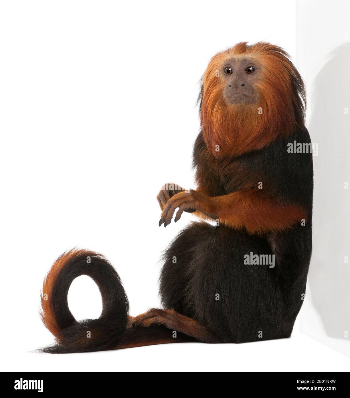 Golden-headed Lion Tamarin, Leontopithecus chrysomelas, sitting in ...