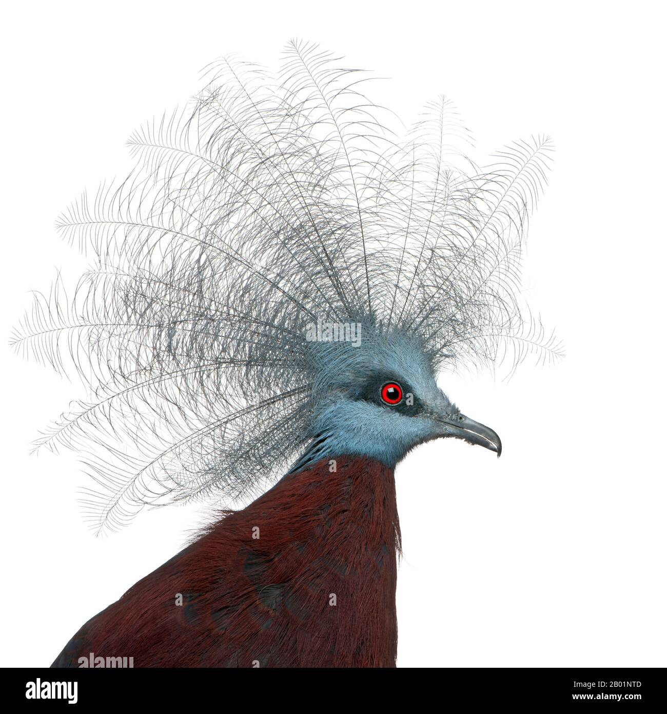 Southern Crowned Pigeon, Goura scheepmakeri, in front of white ...