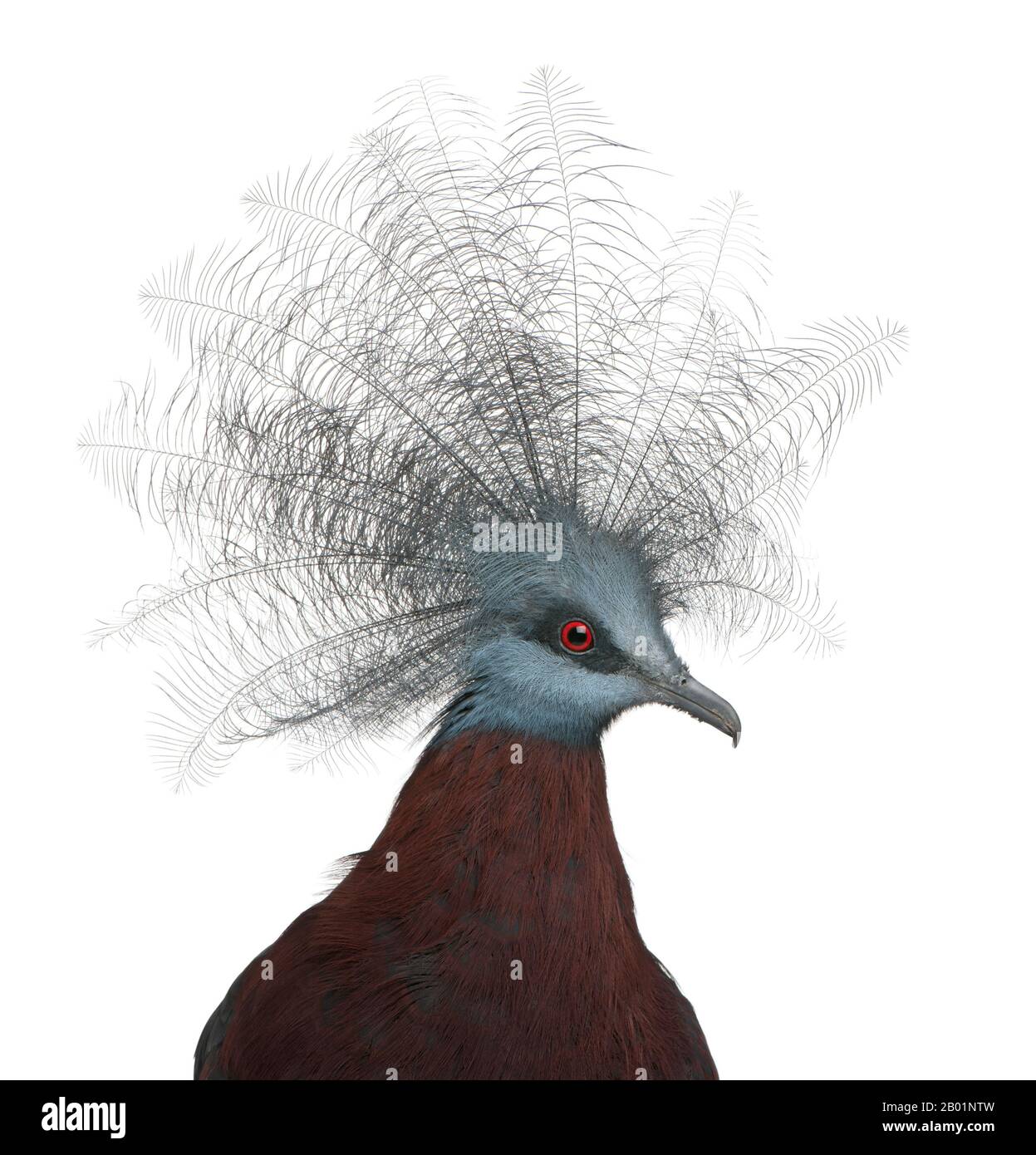 Southern Crowned Pigeon, Goura scheepmakeri, in front of white ...