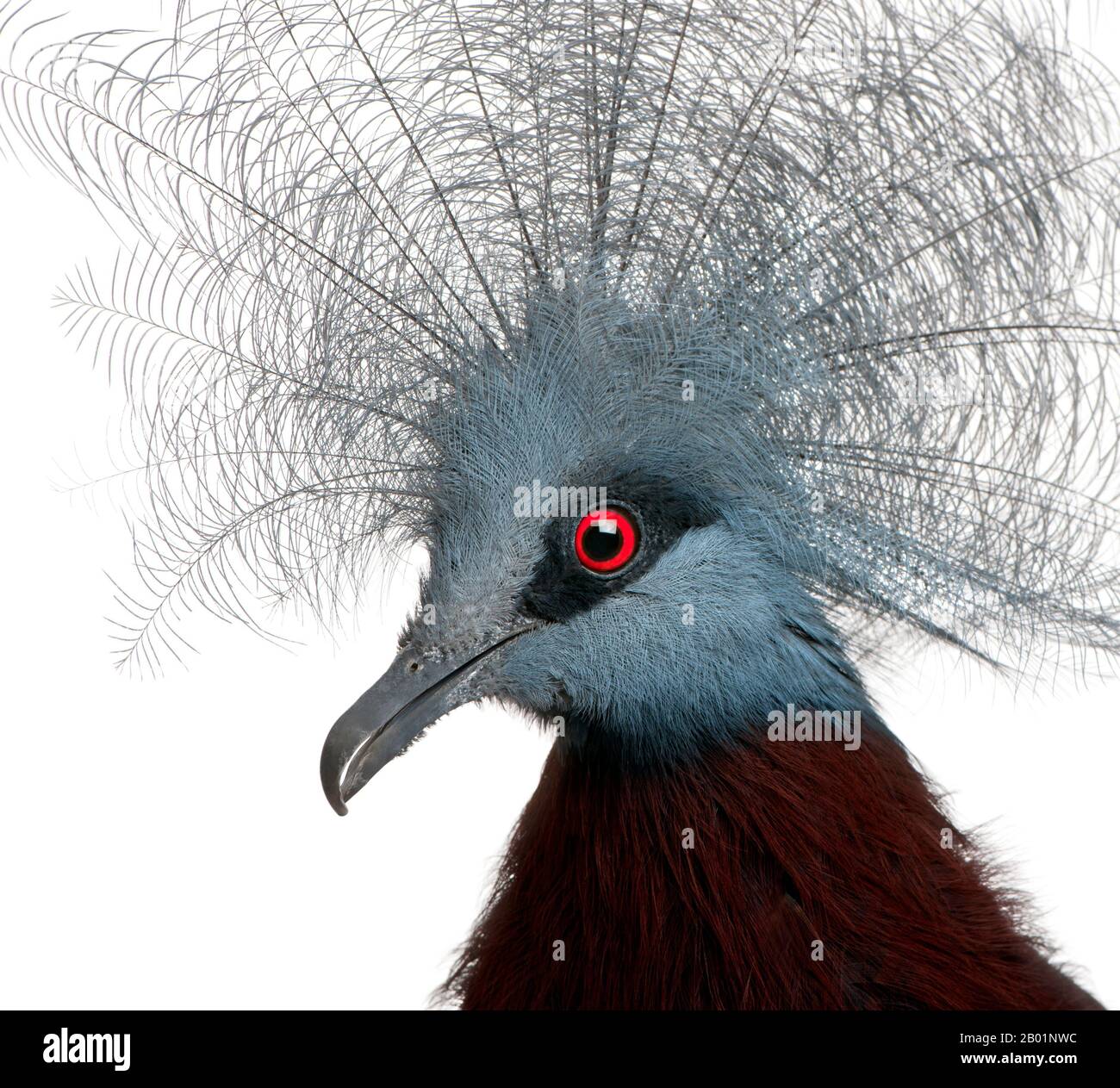 Southern Crowned Pigeon, Goura scheepmakeri, in front of white ...