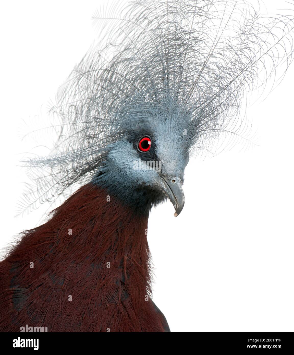 Southern Crowned Pigeon, Goura scheepmakeri, in front of white ...