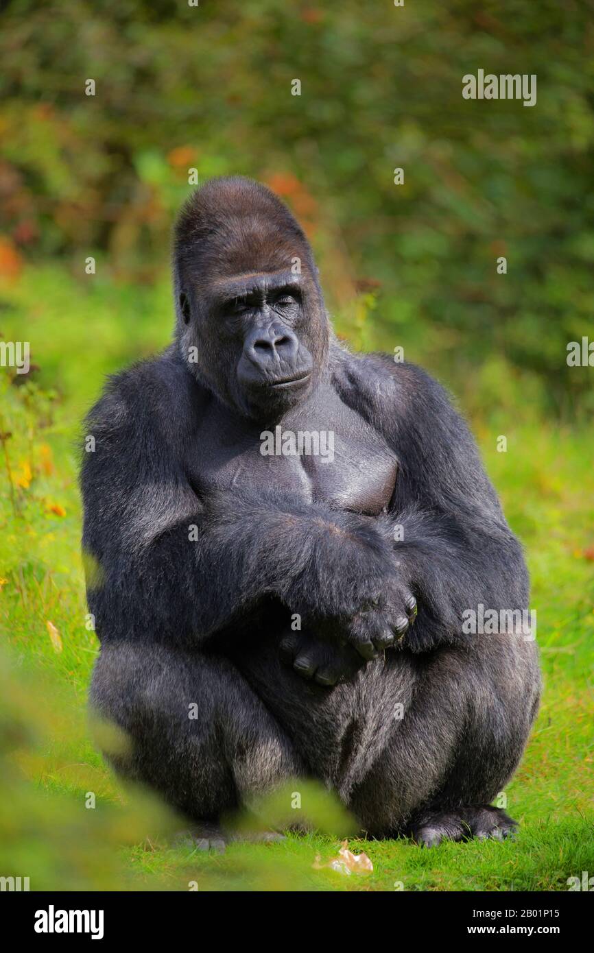 Silverback gorilla sitting hi-res stock photography and images - Alamy