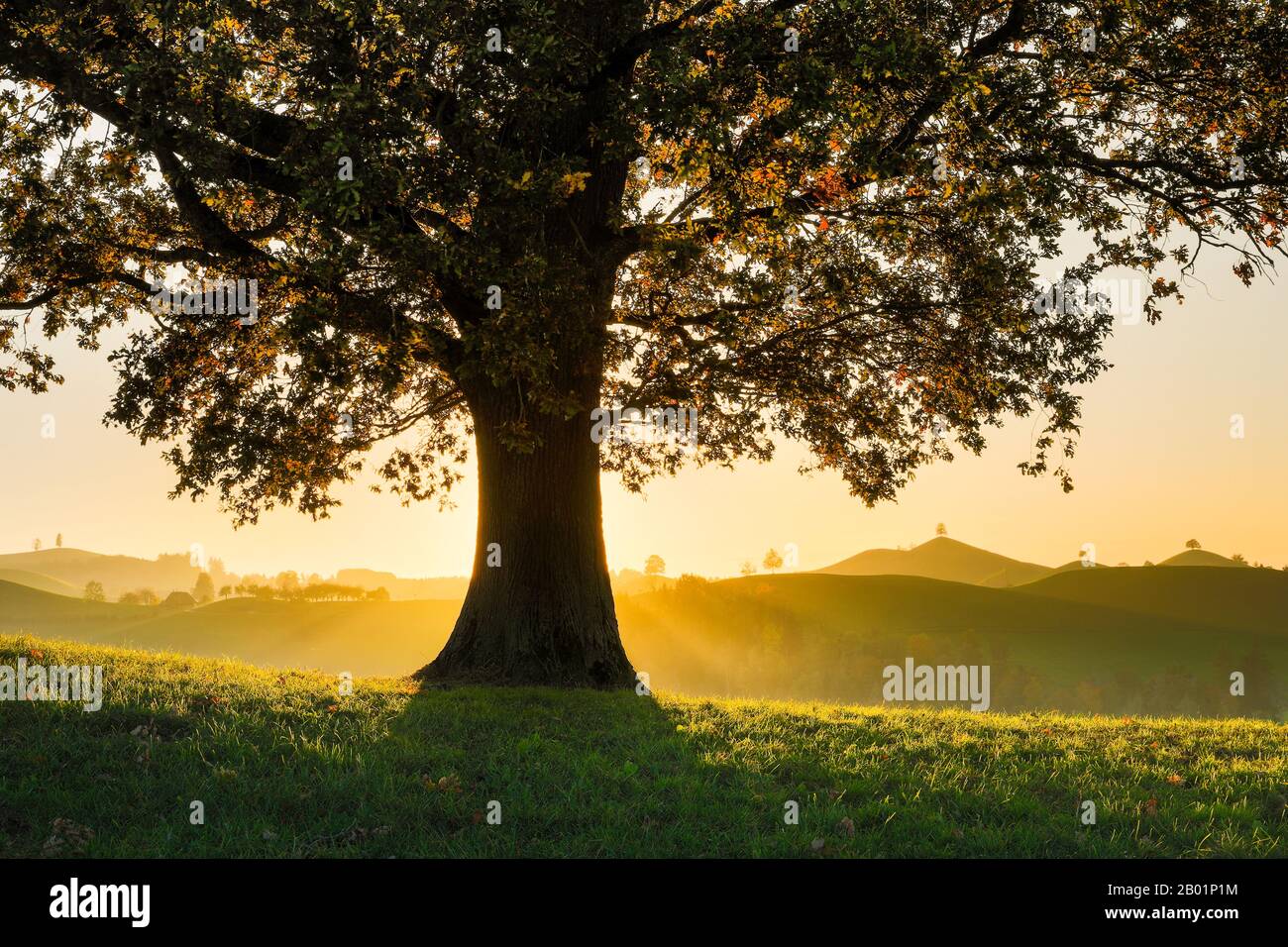 oak (Quercus spec.), in drumlin landscape of the Hirzel Pass at sunset ...