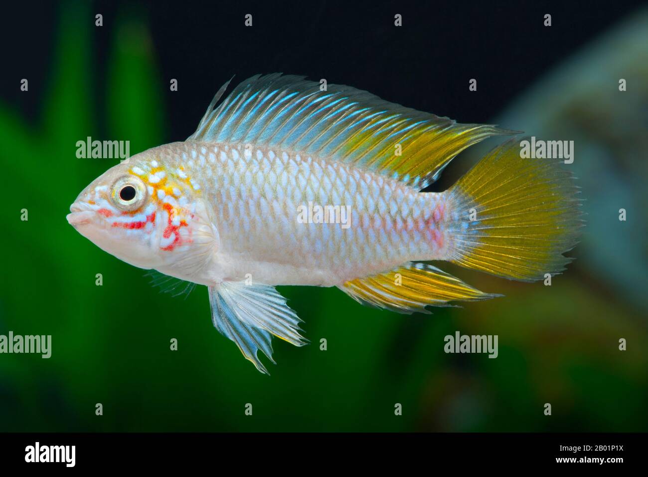 Umbrella dwarf Cichlid (Apistogramma borellii Opal), opal Stock Photo ...