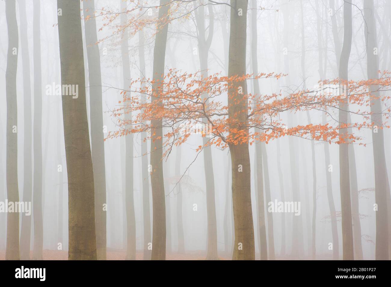 common beech (Fagus sylvatica), Muziekbos in morning mist, Belgium ...