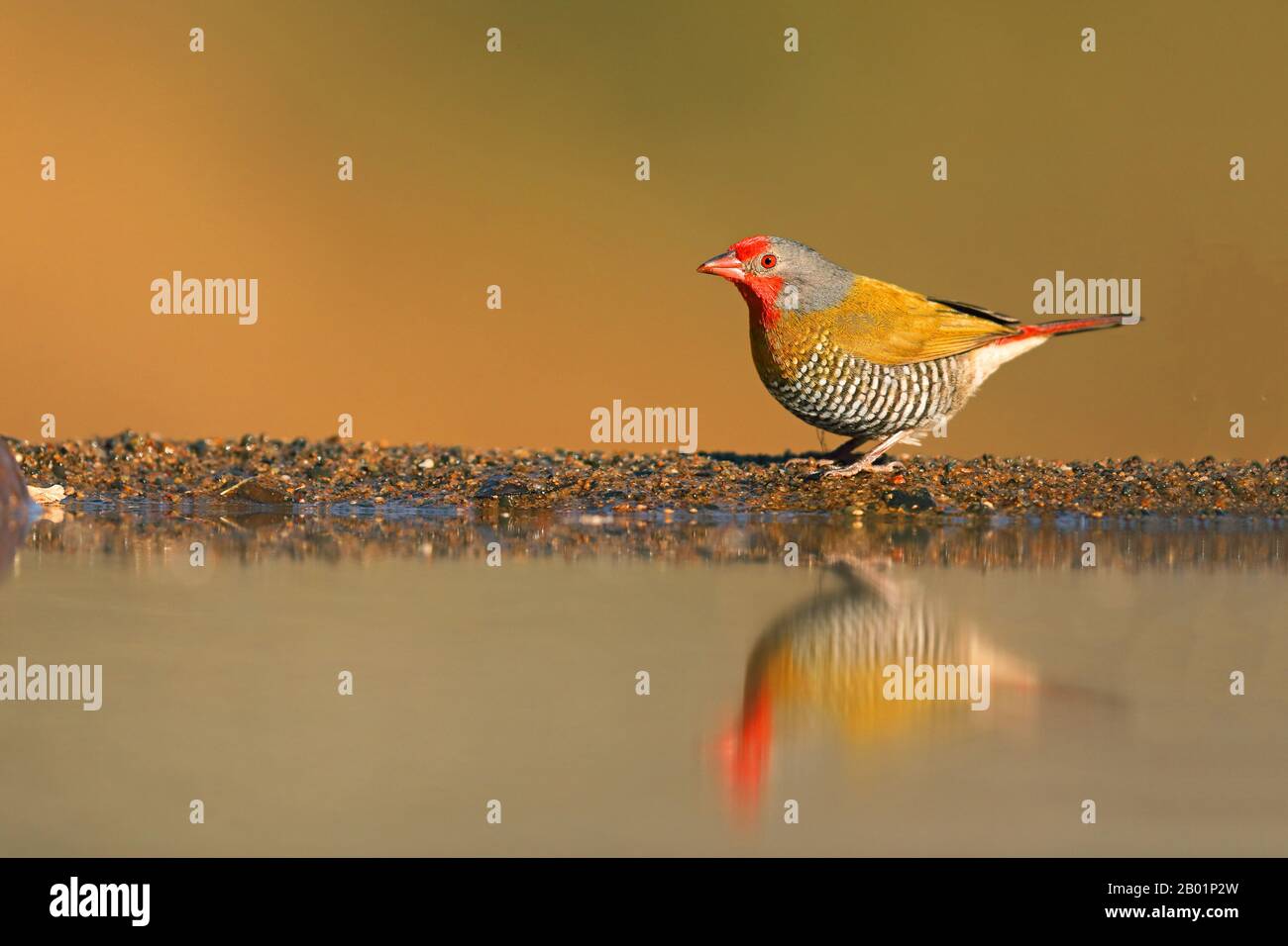 green-winged pytilia (Pytilia melba), male at water hole, South Africa ...