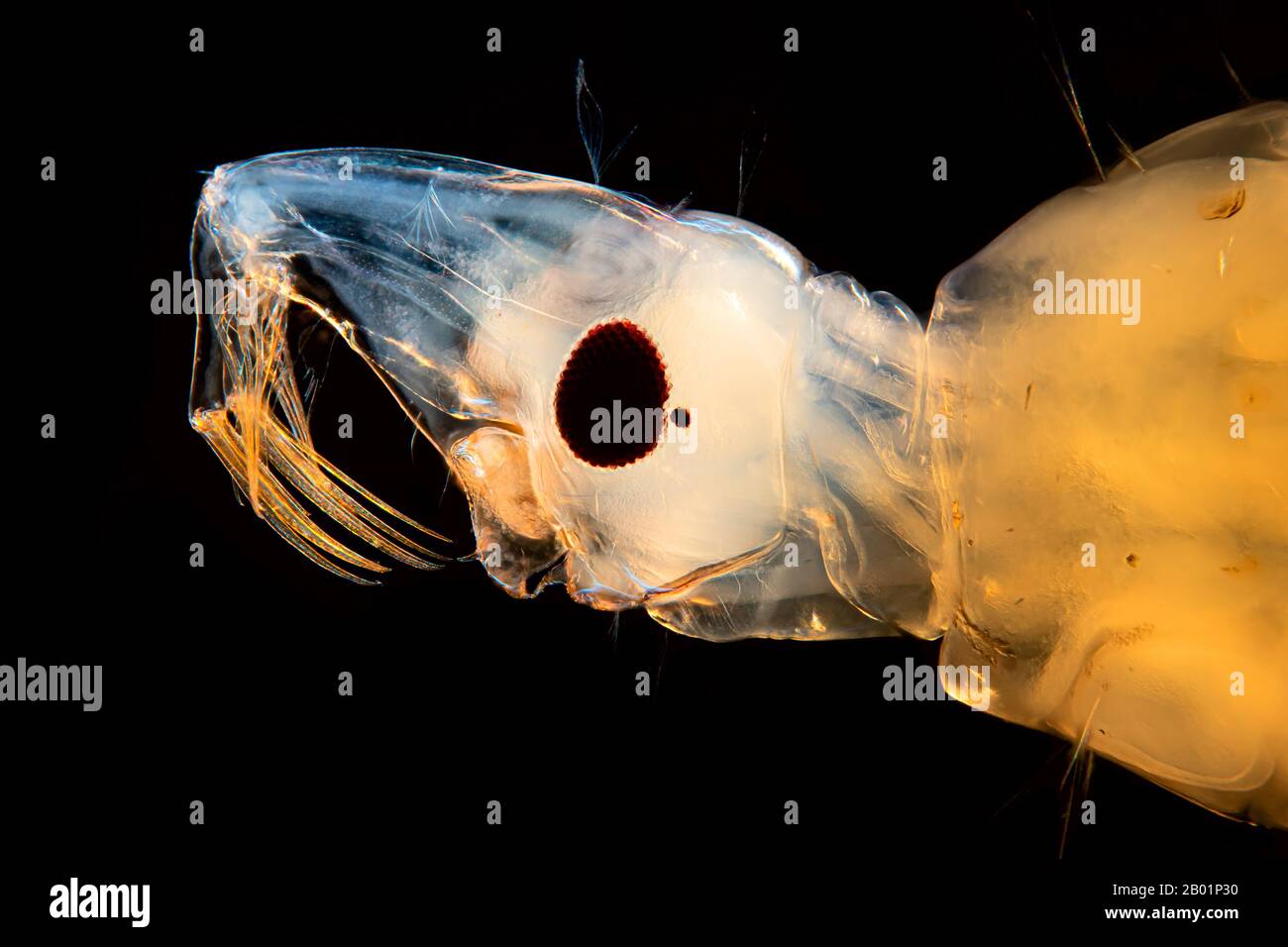 Phantom midge (Chaoborus spec.), microscope photo of the head of a ...
