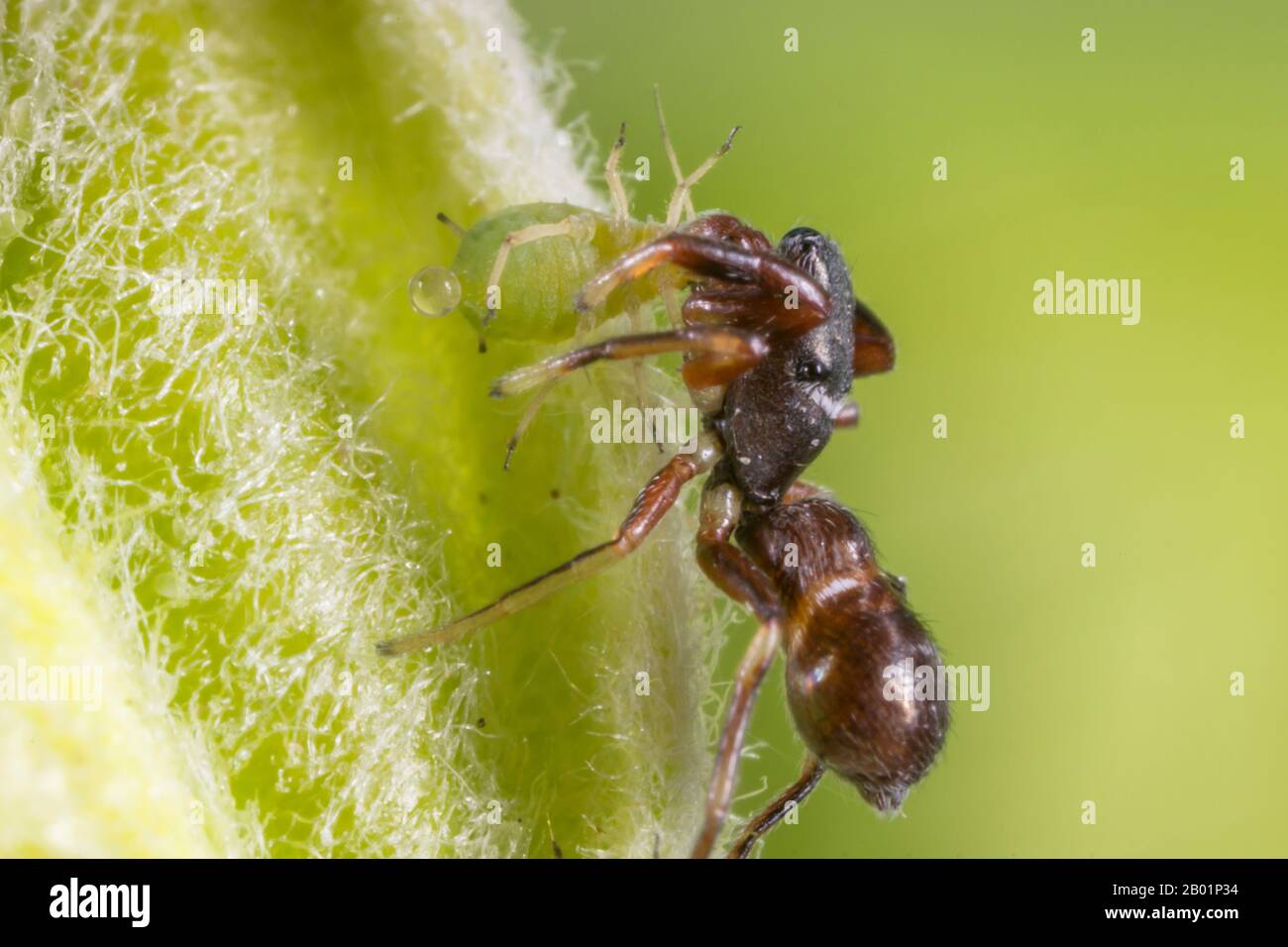 Jumping spider synageles venator hi-res stock photography and images ...