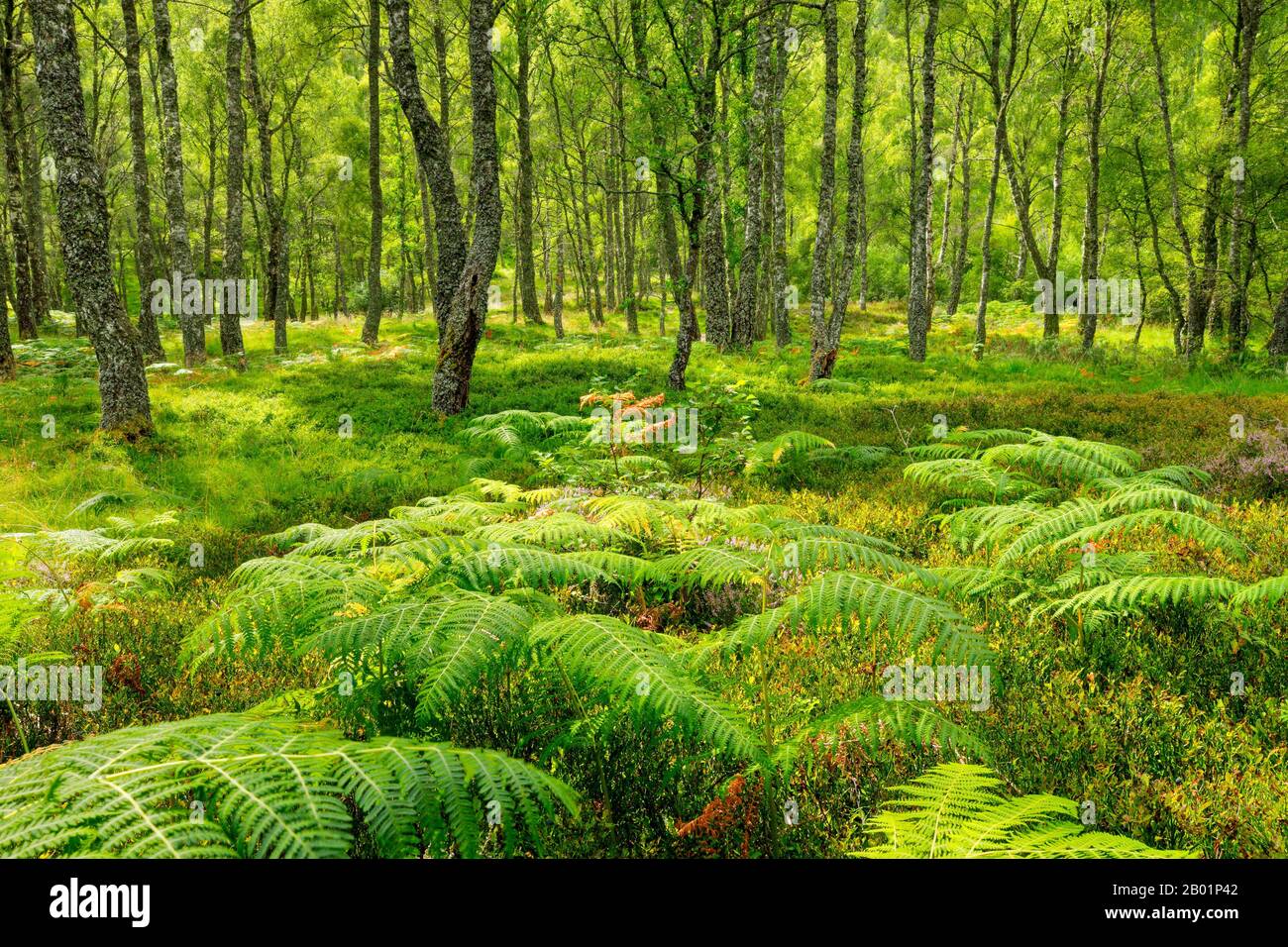 Scottish native forest hi-res stock photography and images - Alamy