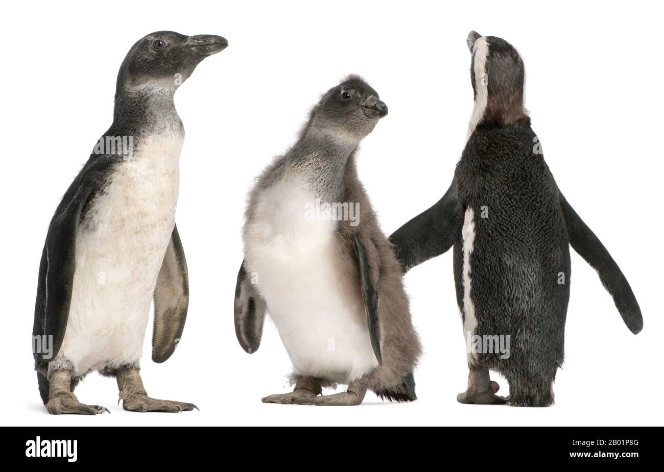 Front view of penguins Cut Out Stock Images & Pictures - Alamy