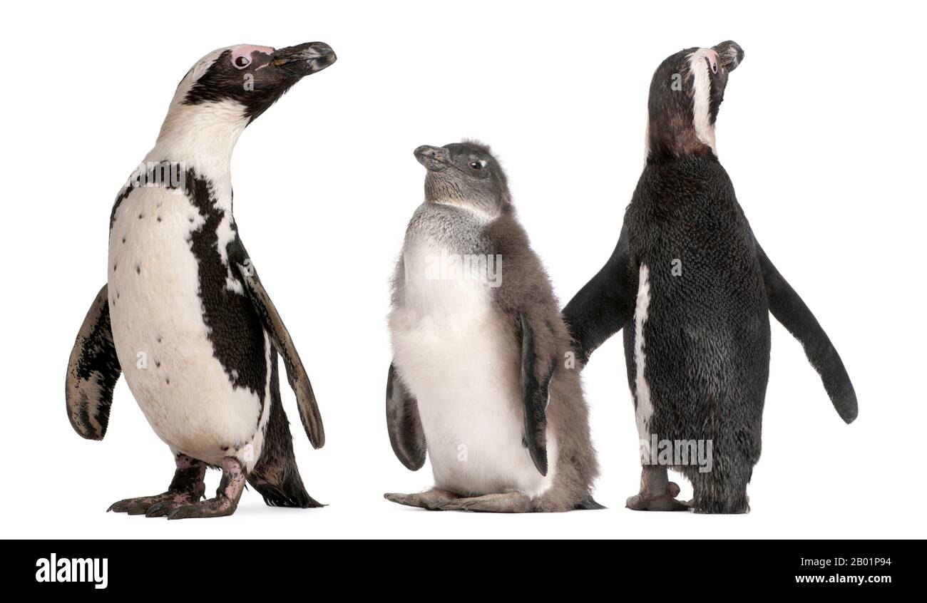 Front view of penguins Cut Out Stock Images & Pictures - Alamy