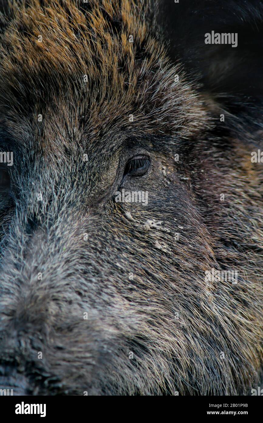 wild boar, pig, wild boar (Sus scrofa), eye of a wild boar, Germany ...
