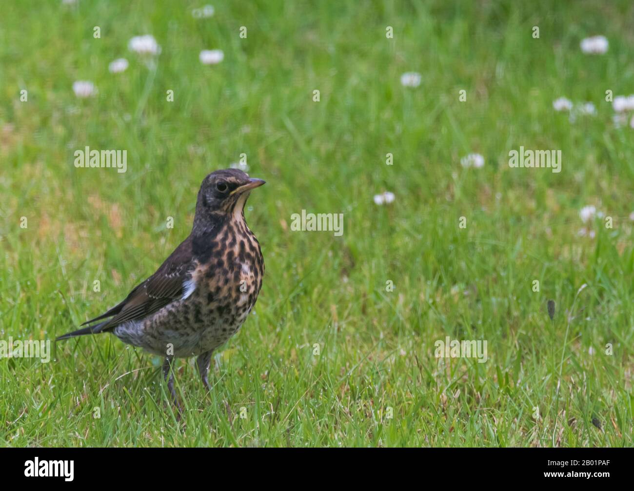 Scandinavian thrush hi-res stock photography and images - Alamy