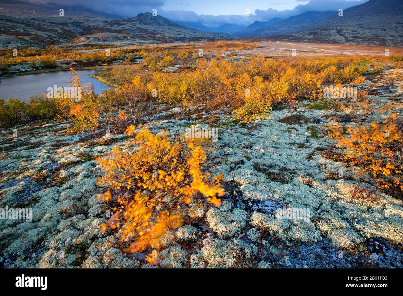 River Birch High Resolution Stock Photography and Images - Alamy