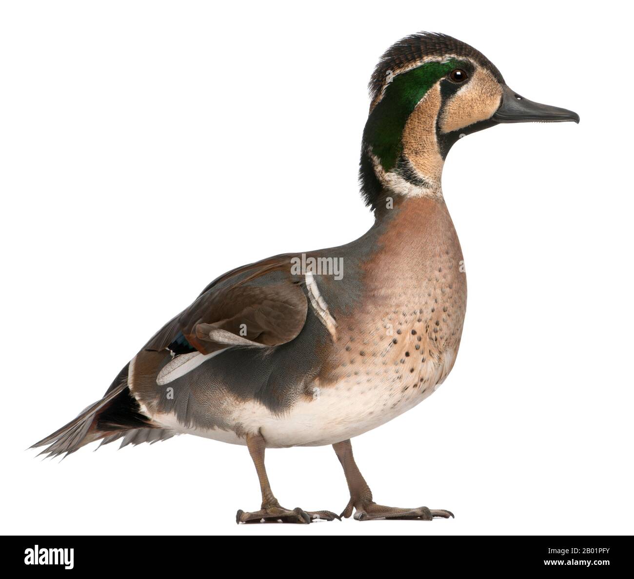 Baikal Teal duck, Anas formosa, in front of white background Stock ...