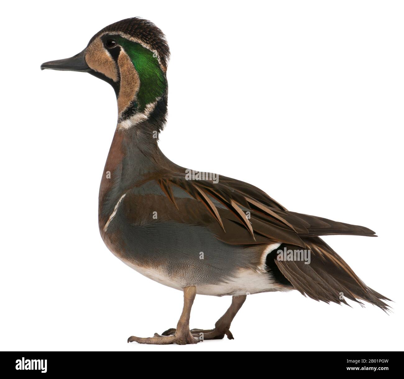 Baikal Teal duck, Anas formosa, in front of white background Stock ...