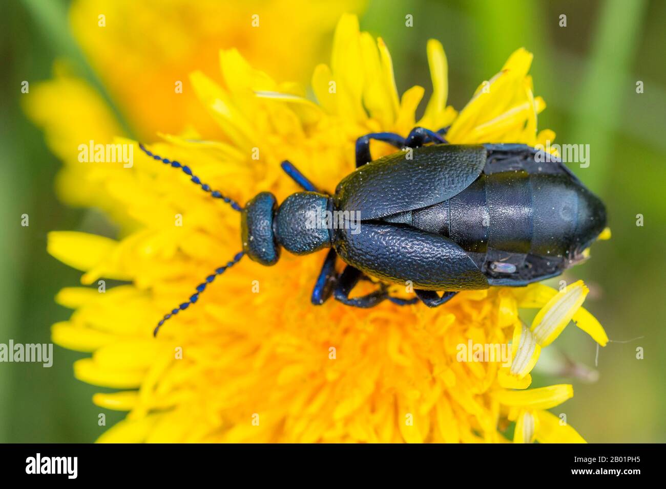 Oil beetle, Black oil beetle (Meloe proscarabaeus), sits on a dandelion ...