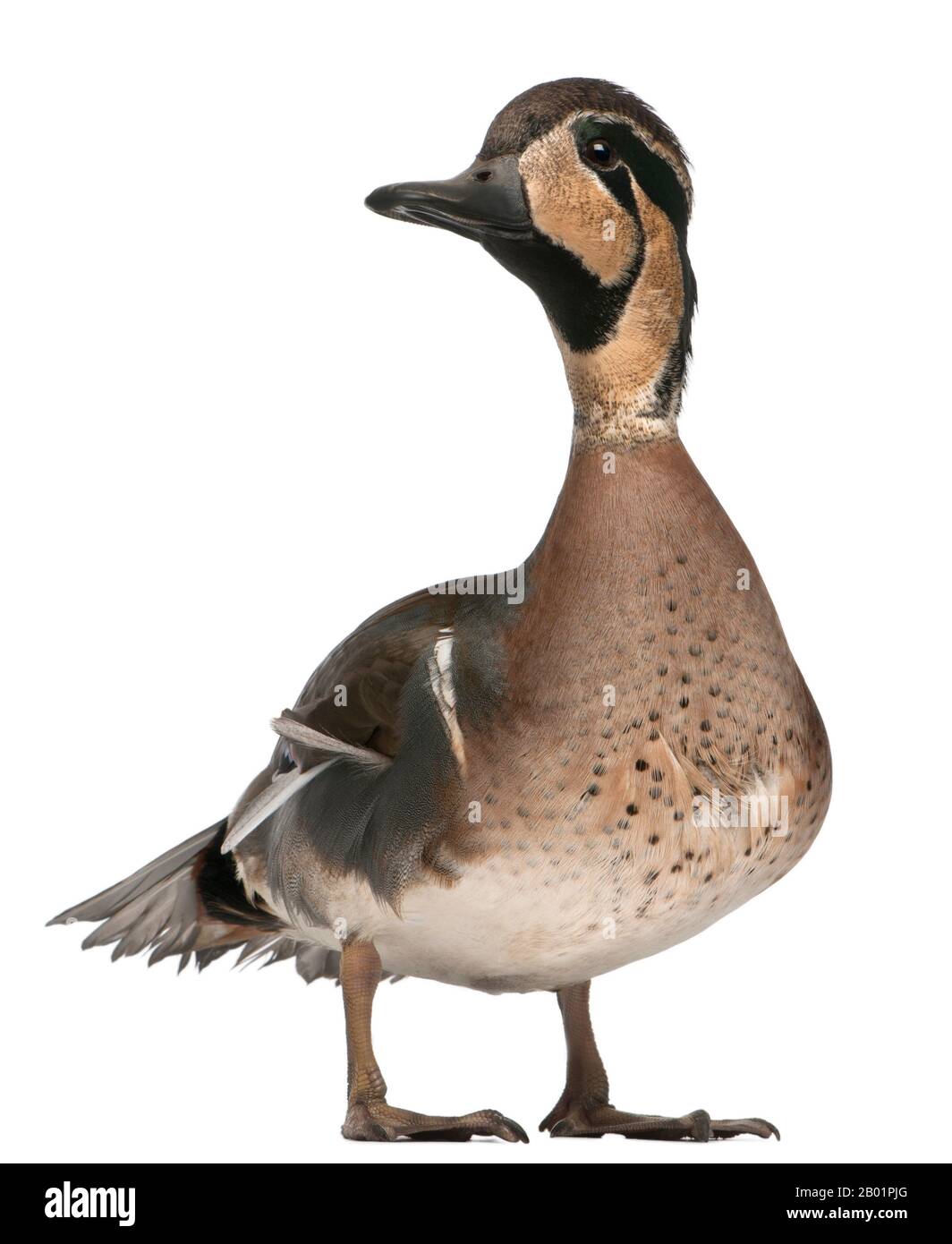 Baikal Teal duck, Anas formosa, in front of white background Stock ...