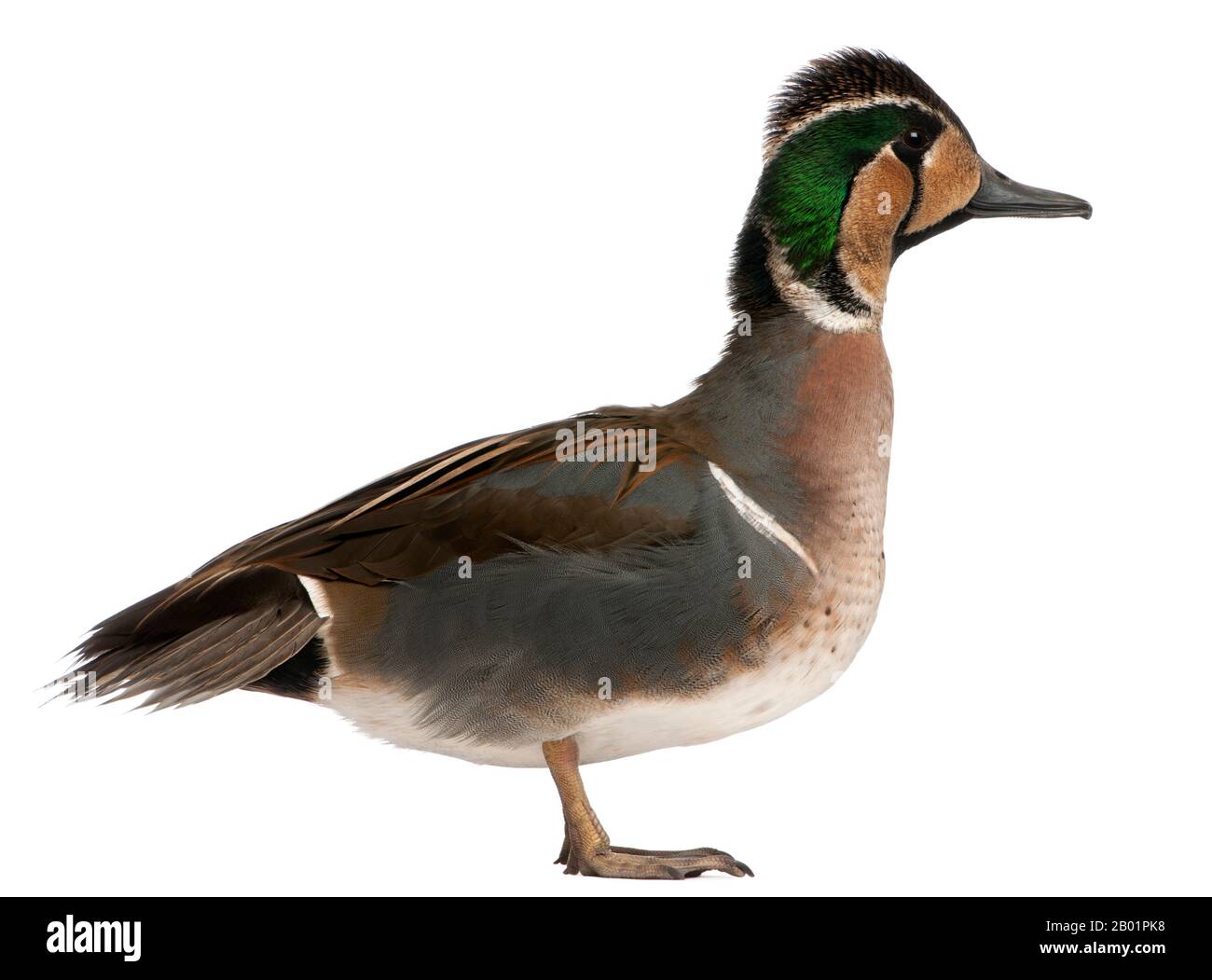 Baikal Teal duck, Anas formosa, in front of white background Stock ...