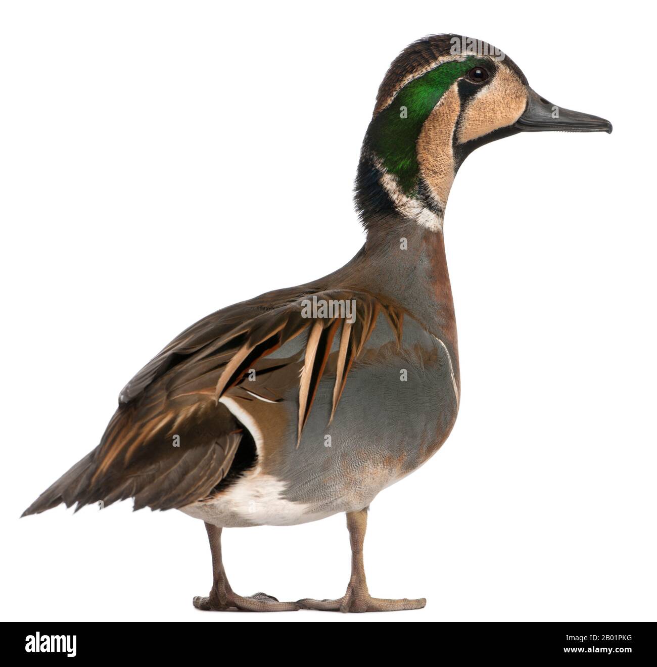 Baikal Teal duck, Anas formosa, in front of white background Stock ...