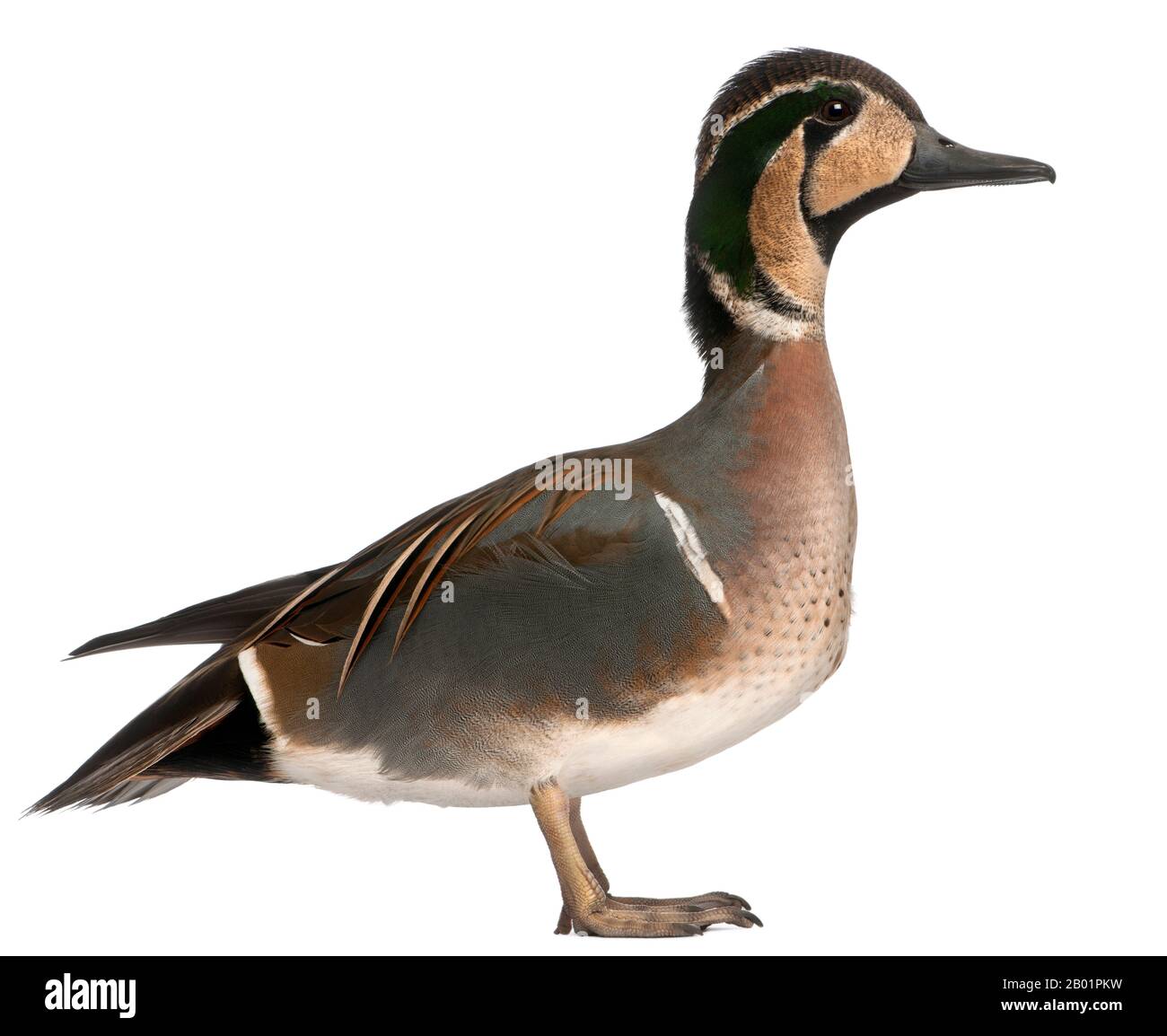 Baikal Teal duck, Anas formosa, in front of white background Stock ...