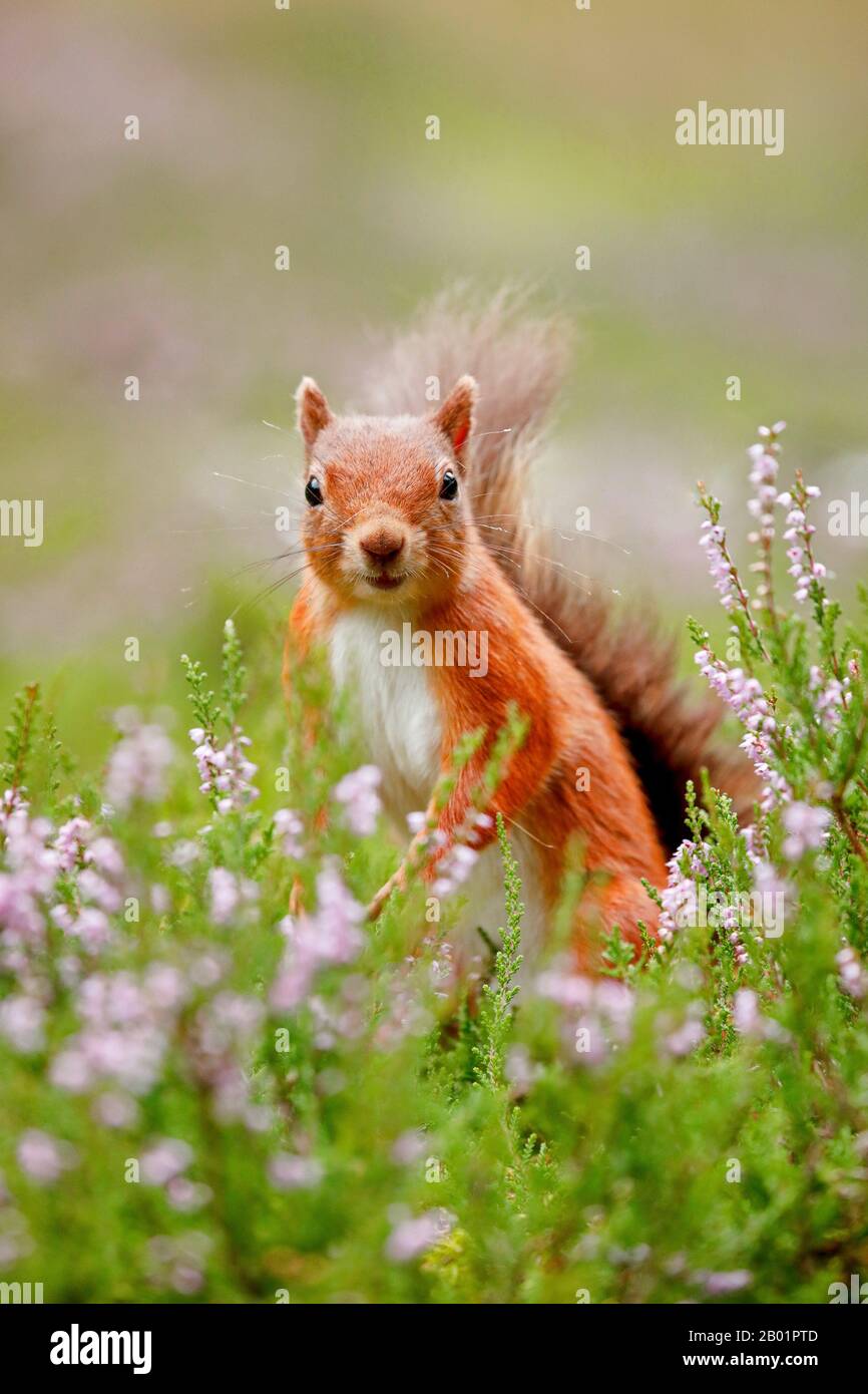 European red squirrel, Eurasian red squirrel (Sciurus vulgaris ...