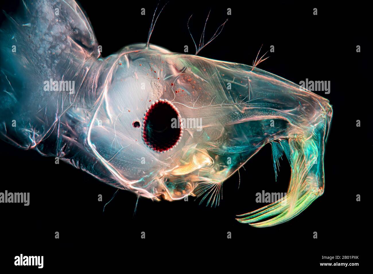 Insect and microscope hi-res stock photography and images - Alamy