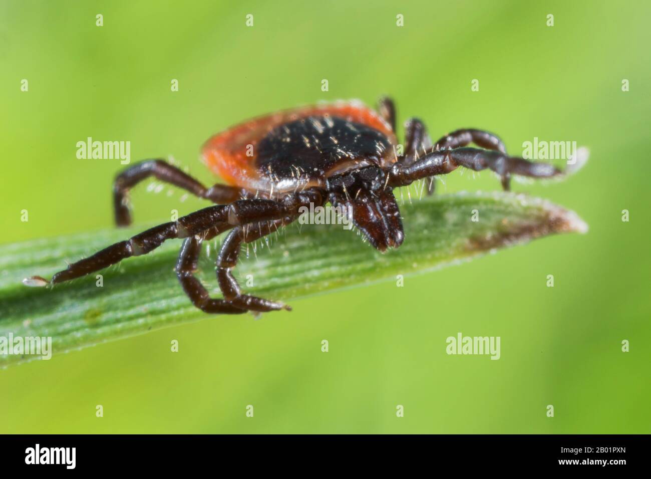 European castor bean tick, European sheep tick (Ixodes ricinus ...