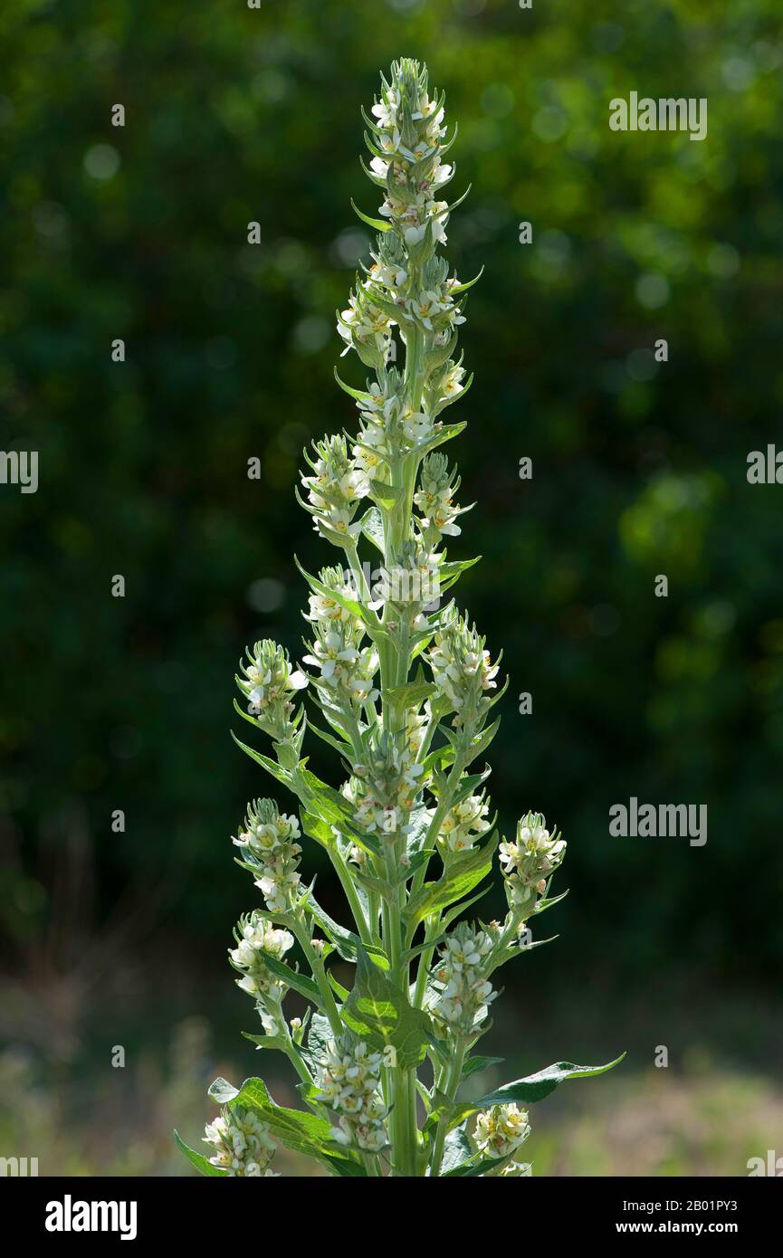 White plant hi-res stock photography and images - Alamy