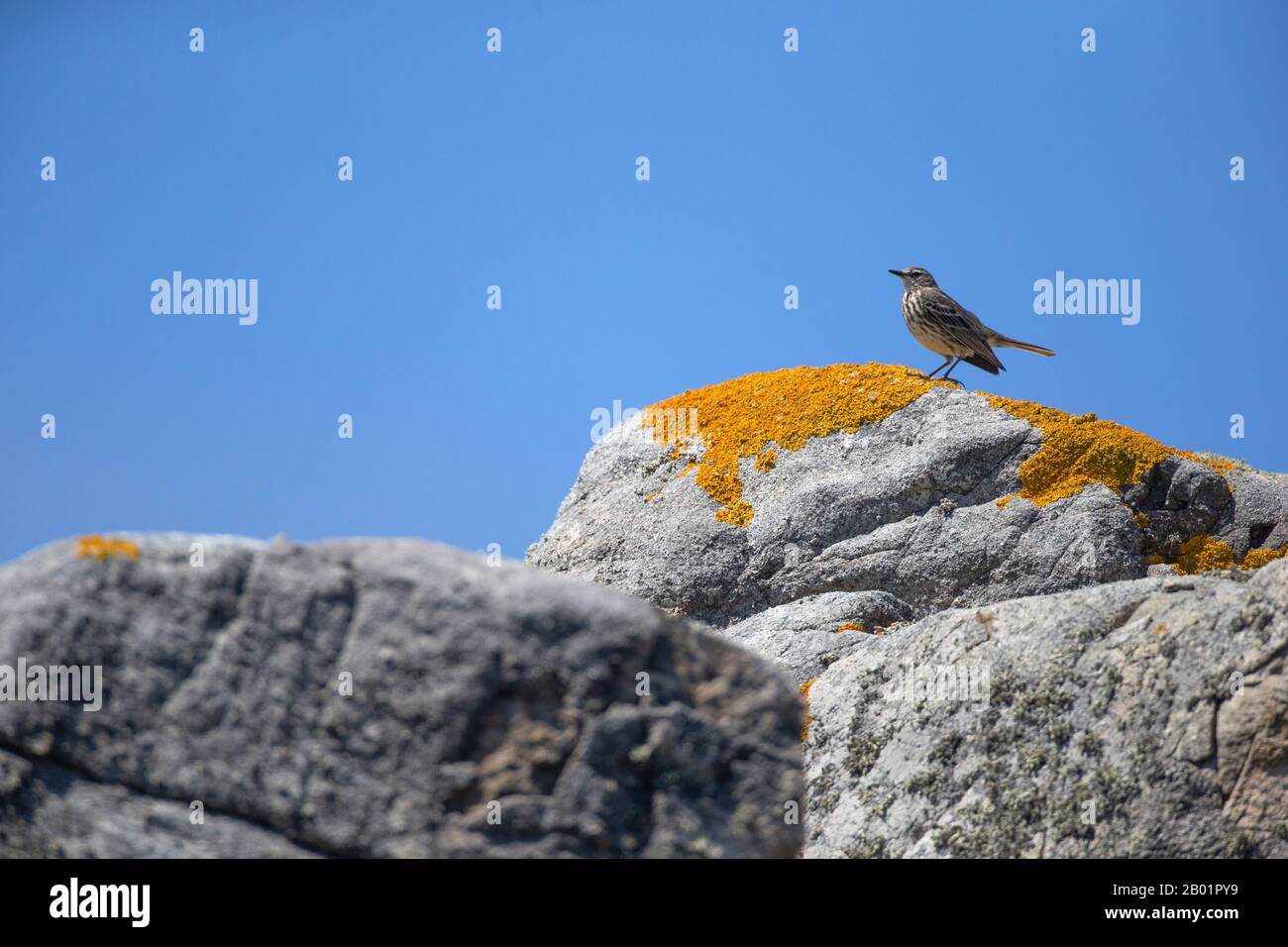 Rock pitpit (Anthus petrosus), sits on a stone covered with lichens ... Rock pitpit (Anthus petrosus), sits on a stone covered with lichens ...