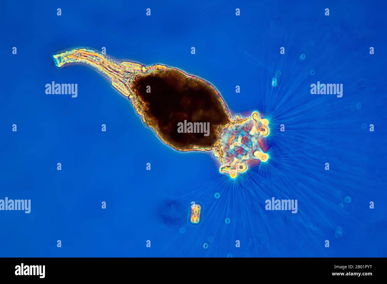 Collotheca rotifer (Collotheca spec.), interphako picture, x 200 ...