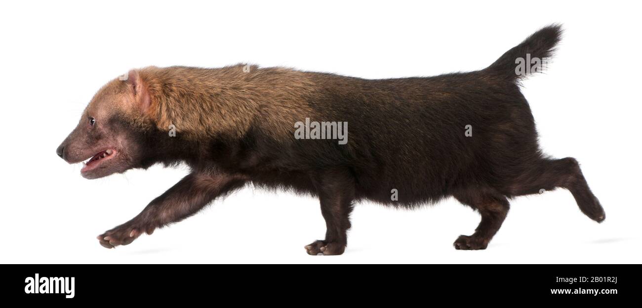 Speothos venaticus hi-res stock photography and images - Alamy