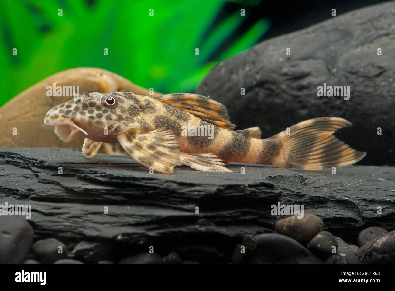 Armored catfish loricariidae hi-res stock photography and images - Alamy