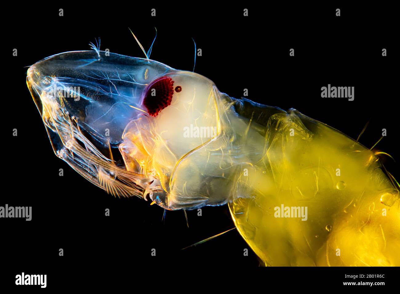 Phantom midge (Chaoborus spec.), microscope photo of the head of a ...