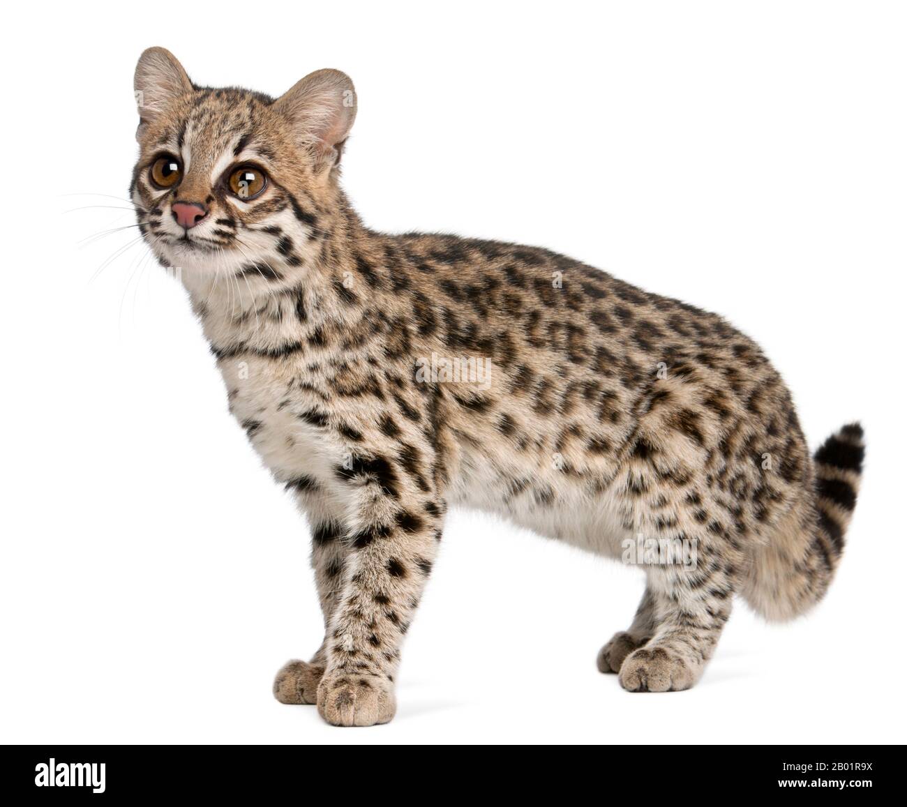 Oncilla, Leopardus tigrinus, 1 year old, in front of white background ...