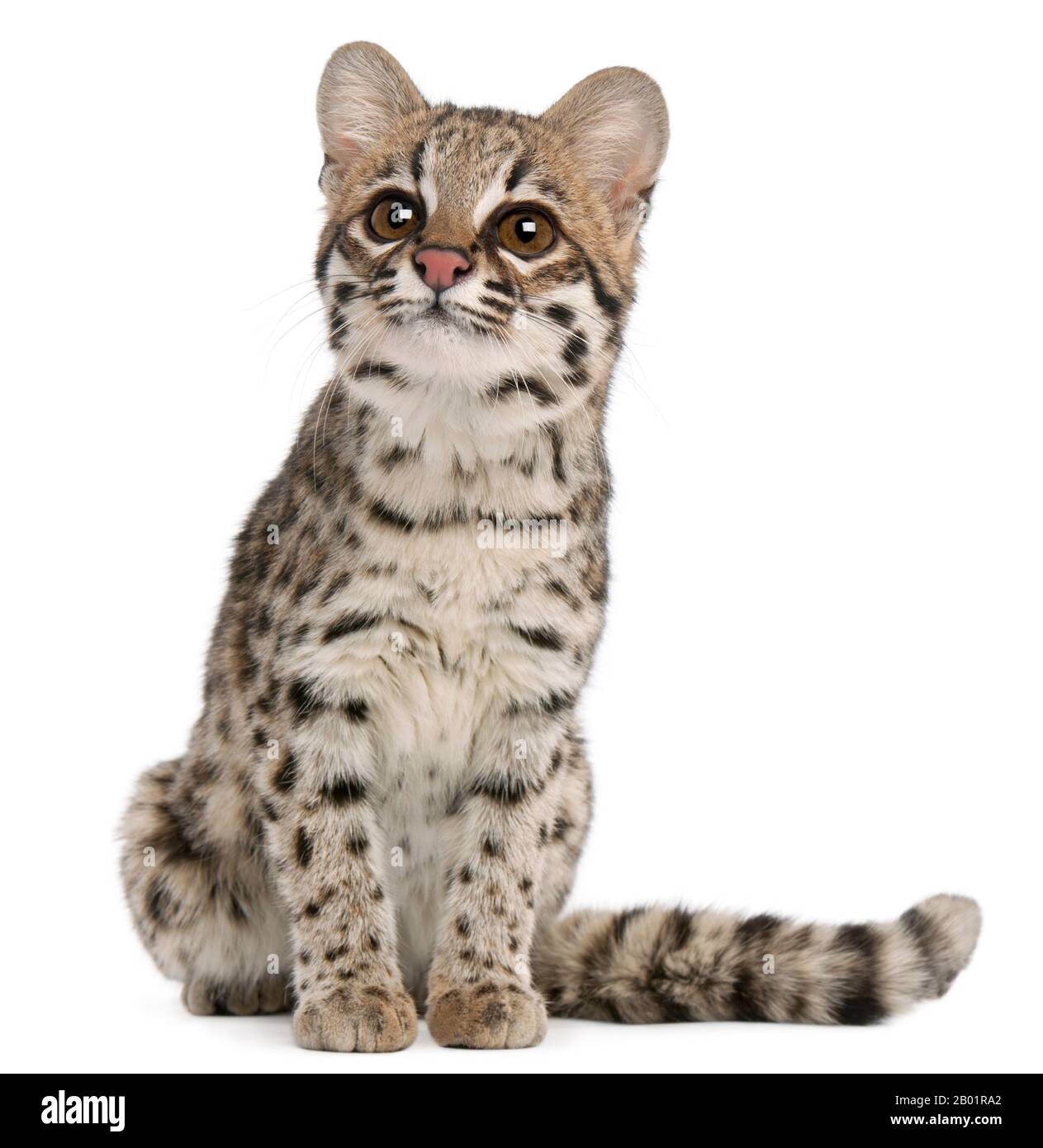 Oncilla, Leopardus tigrinus, 1 year old, in front of white background ...