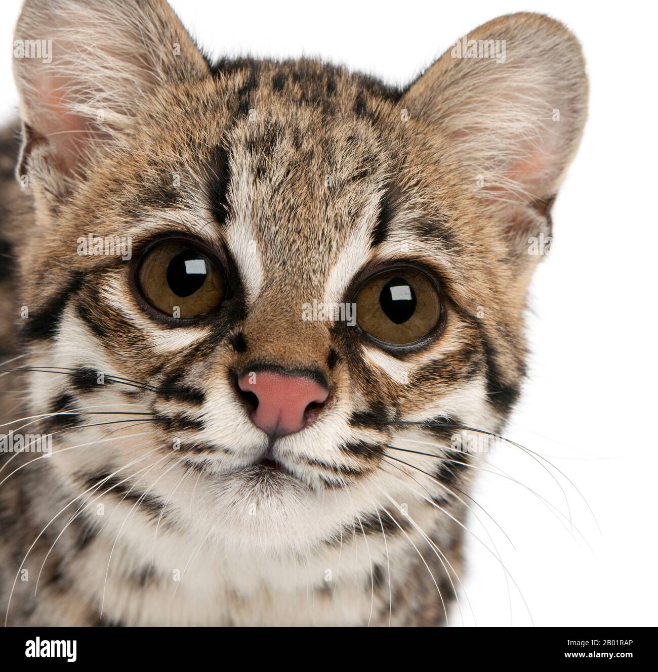 Close-up of Oncilla, Leopardus tigrinus, 1 year old, in front of white ...