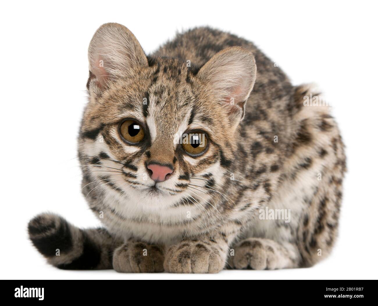 Oncilla, Leopardus tigrinus, 1 year old, in front of white background ...
