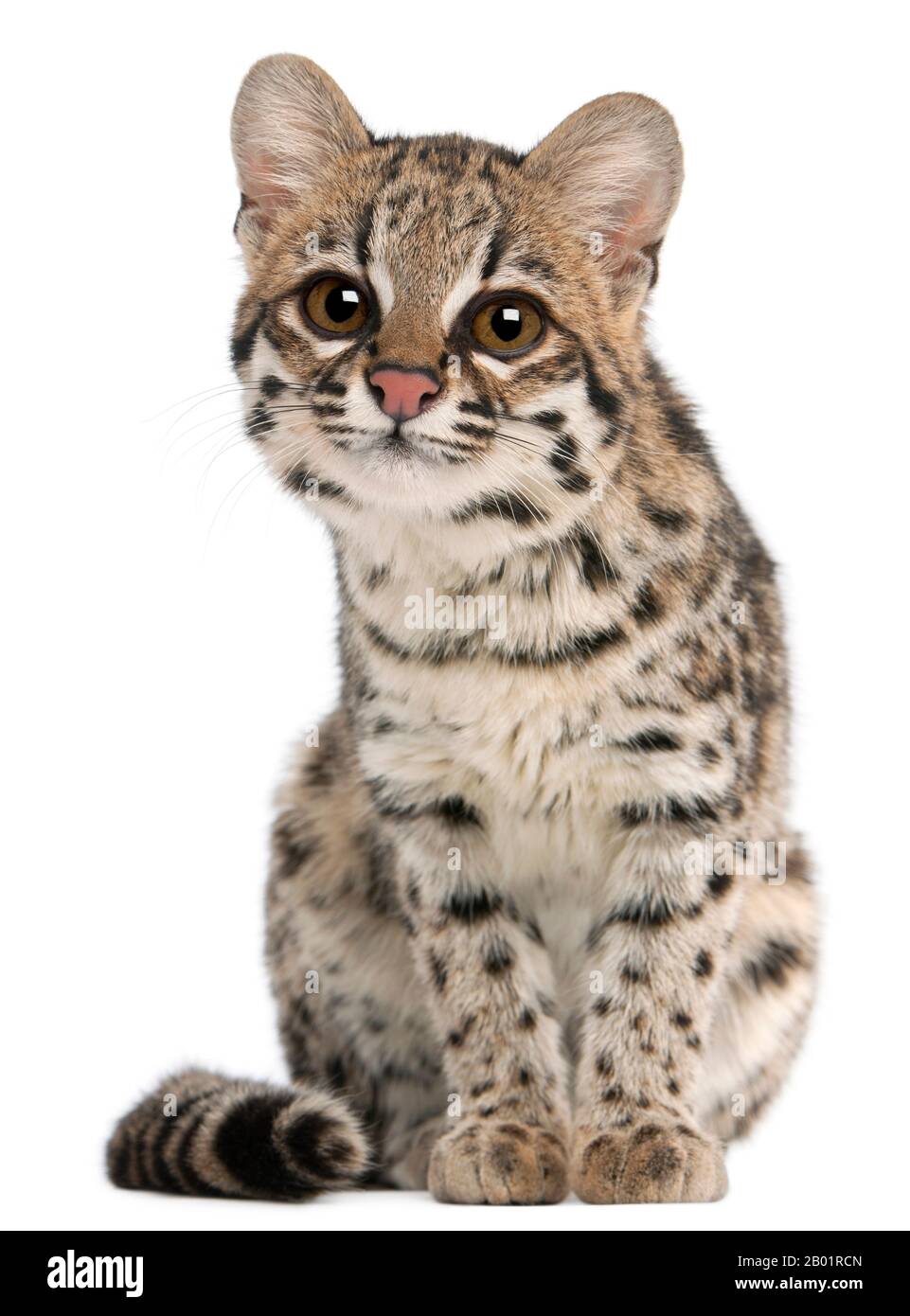 Oncilla, Leopardus tigrinus, 1 year old, in front of white background ...
