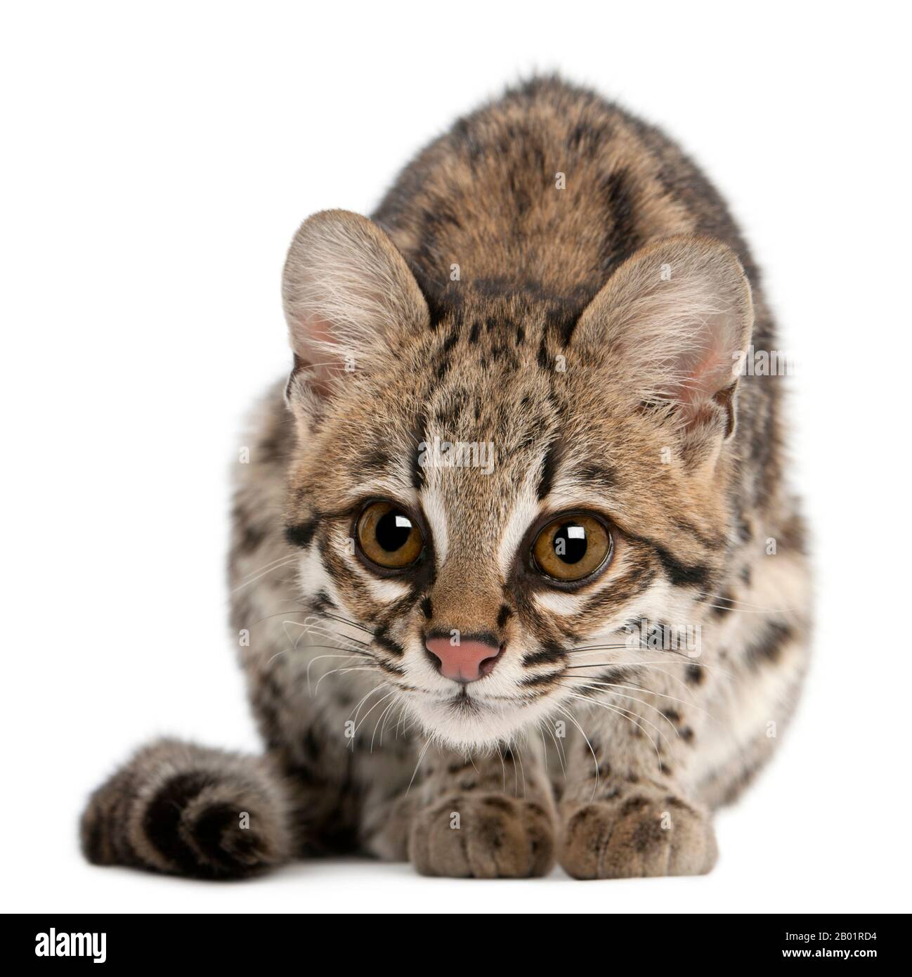 Oncilla, Leopardus tigrinus, 1 year old, in front of white background ...