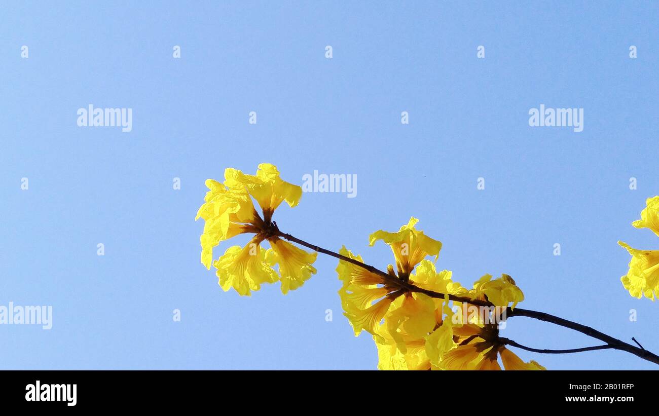 The wind tree has yellow flowers Stock Photo - Alamy