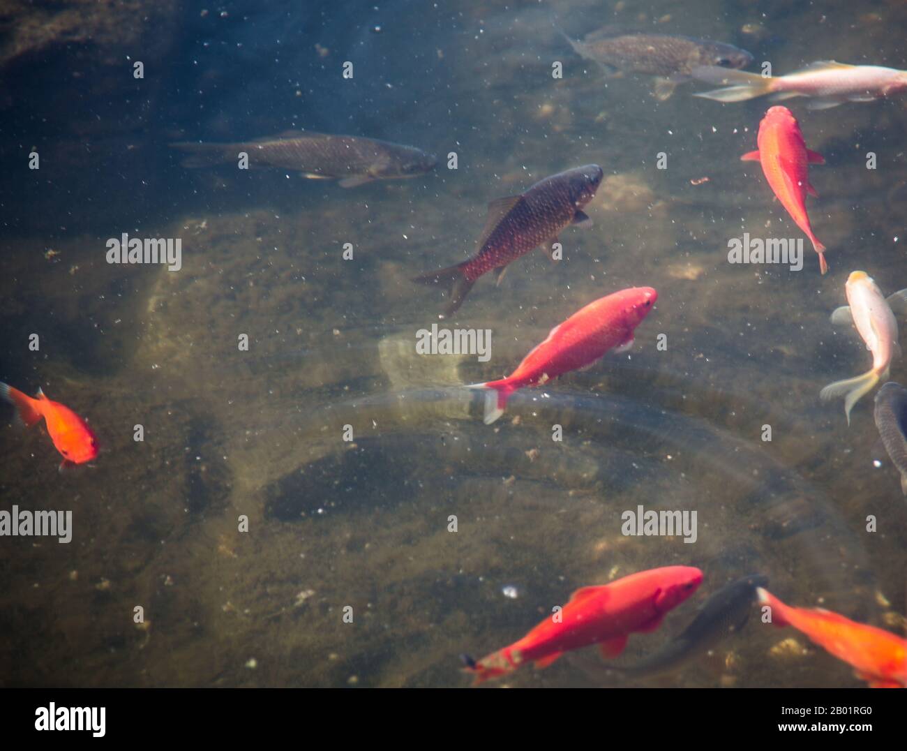 Goldfish farming hi-res stock photography and images - Alamy
