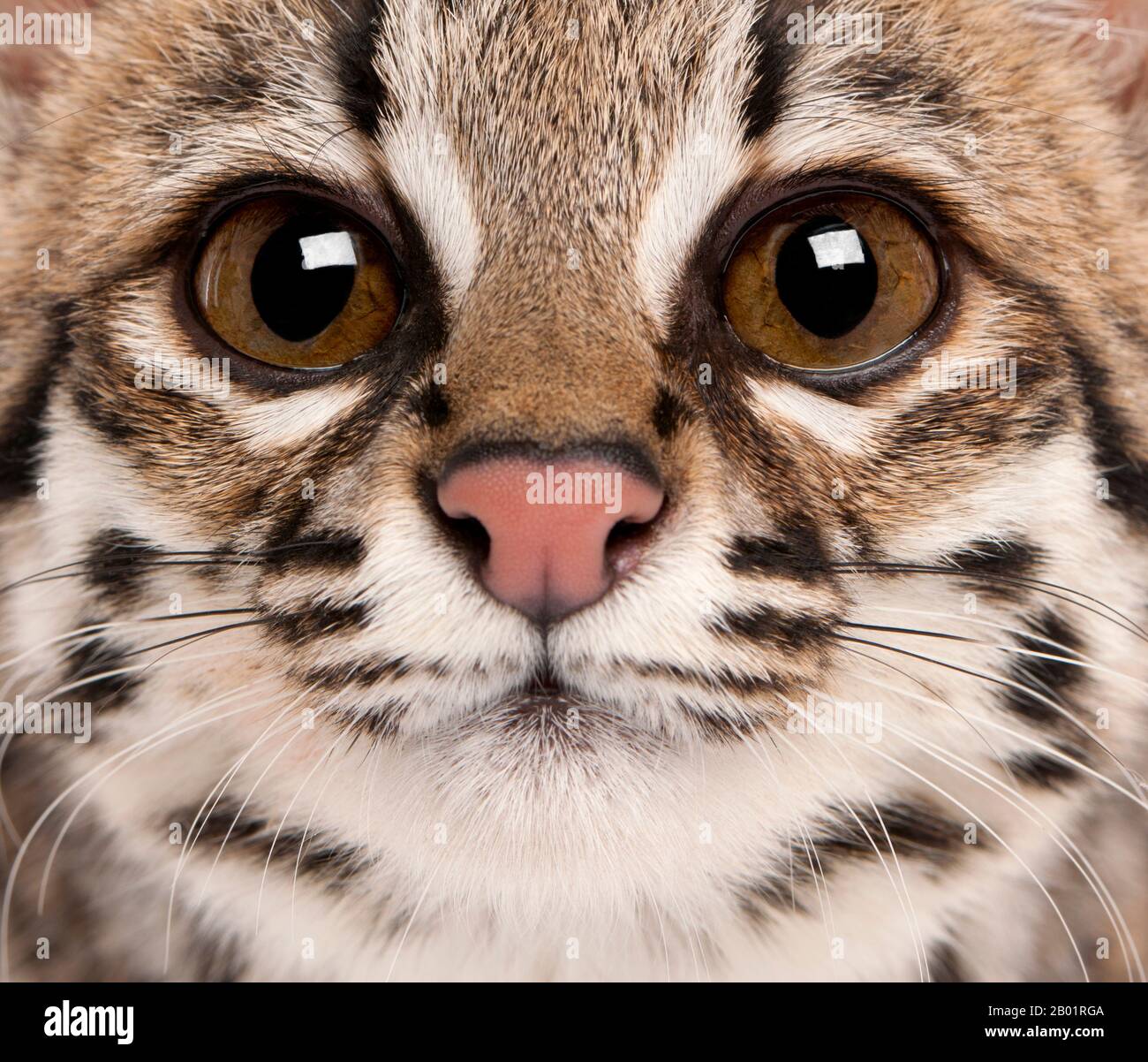 Oncilla leopardus tigrinus hi-res stock photography and images - Alamy