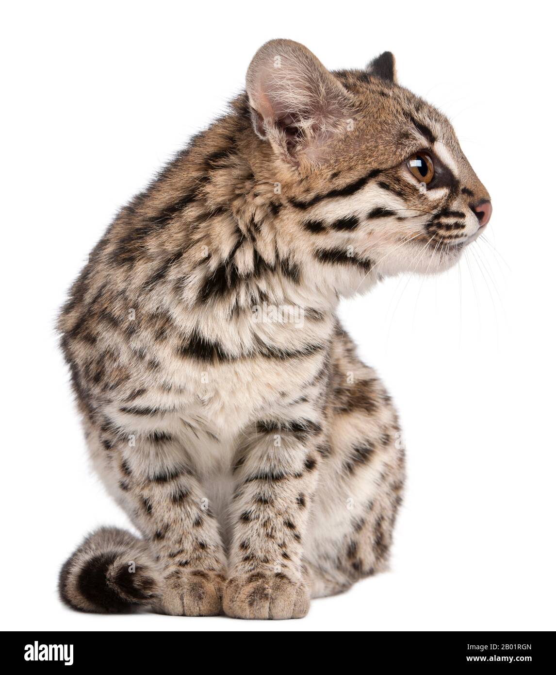 Oncilla, Leopardus tigrinus, 1 year old, in front of white background ...
