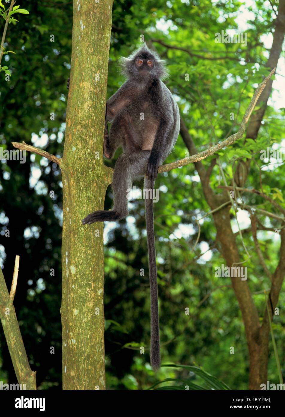Grey monkey hi-res stock photography and images - Alamy
