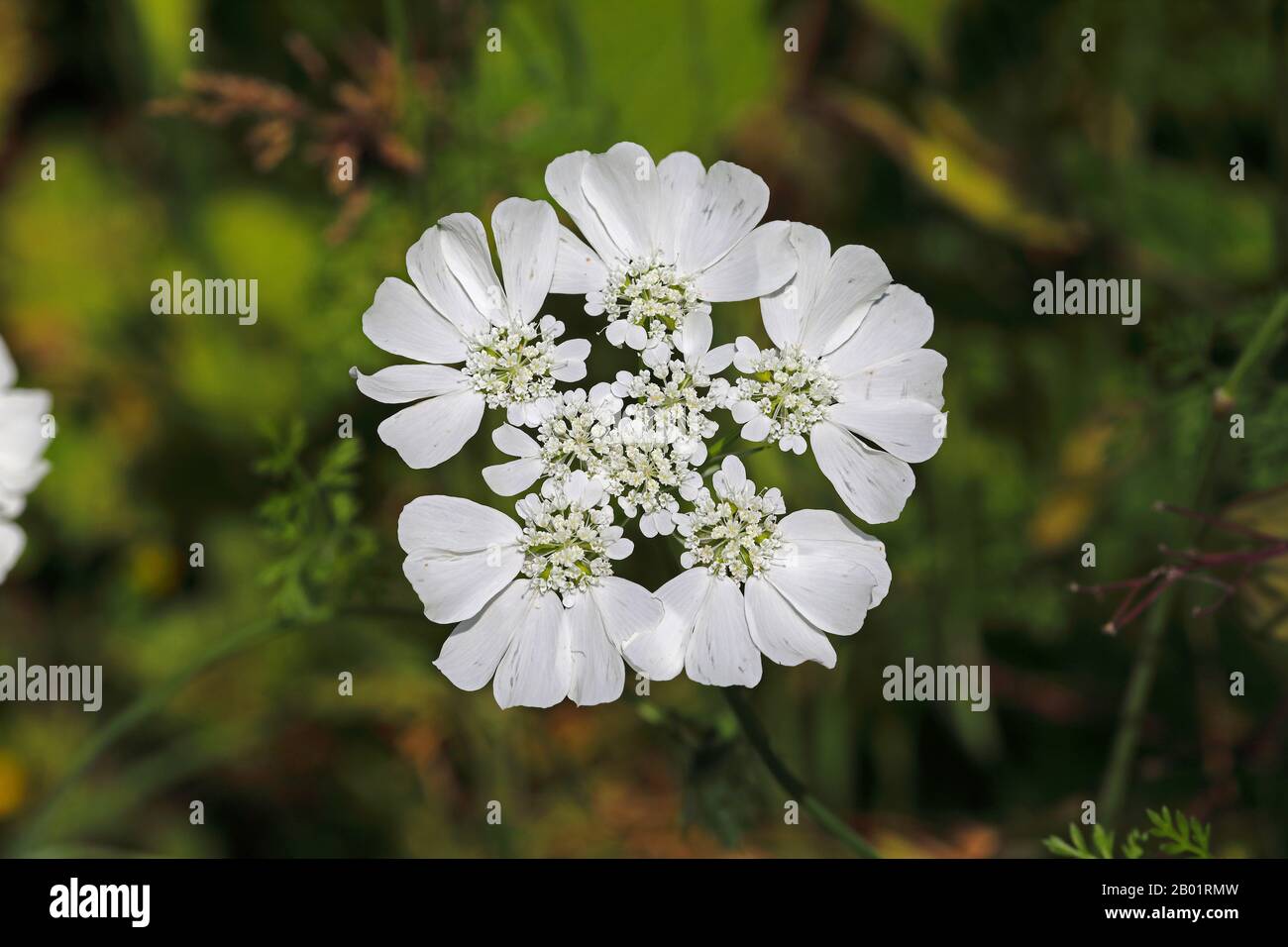 White lace flower, White laceflower, Minoan Lace (Orlaya grandiflora ...